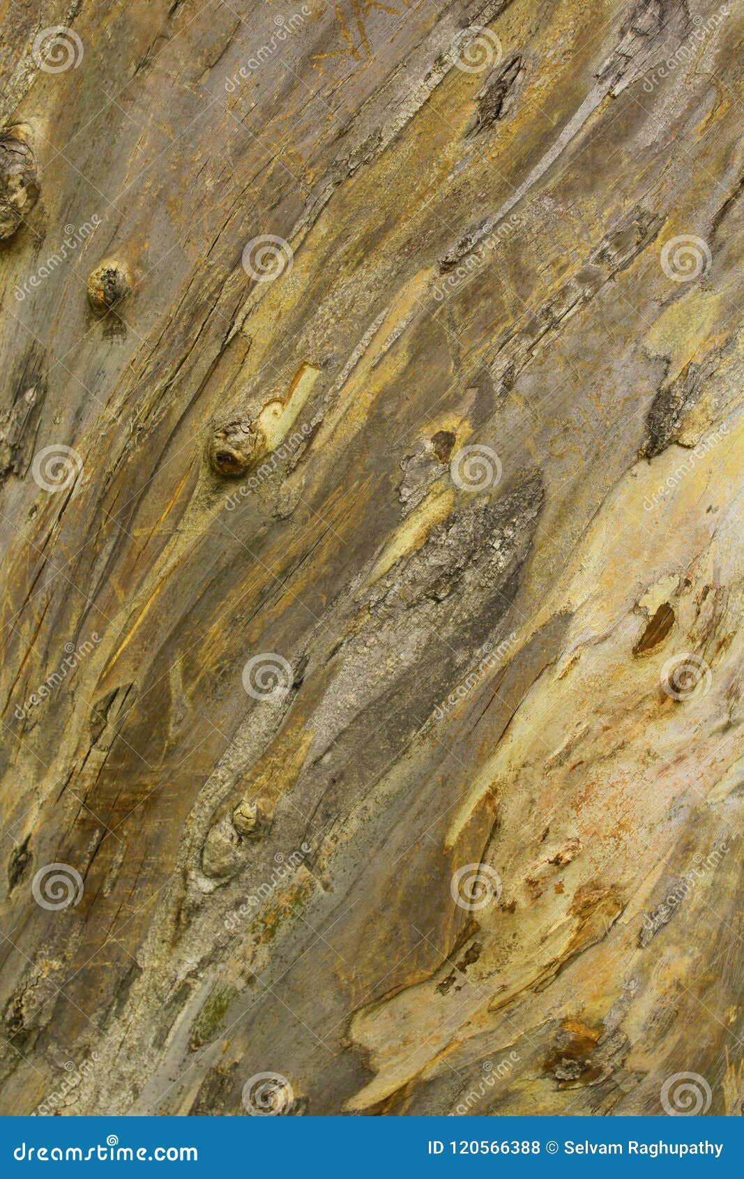 Very Nice Tree Stem Texture Natural Background. Stock Photo - Image of ...