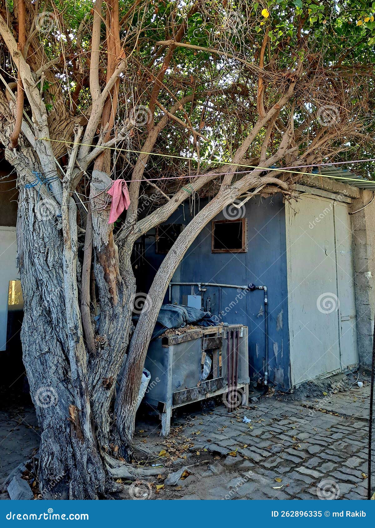 Very Nice Tree White Black Green Stock Image - Image of nice, black ...