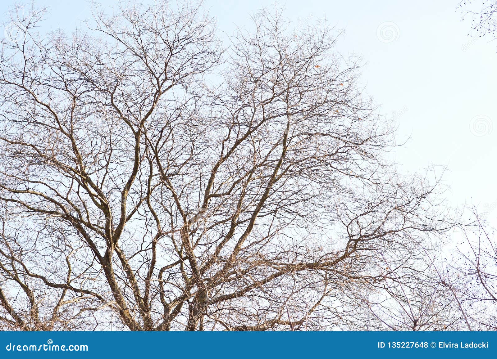 Very Nice Tree in the Winter Stock Photo - Image of summer, close ...