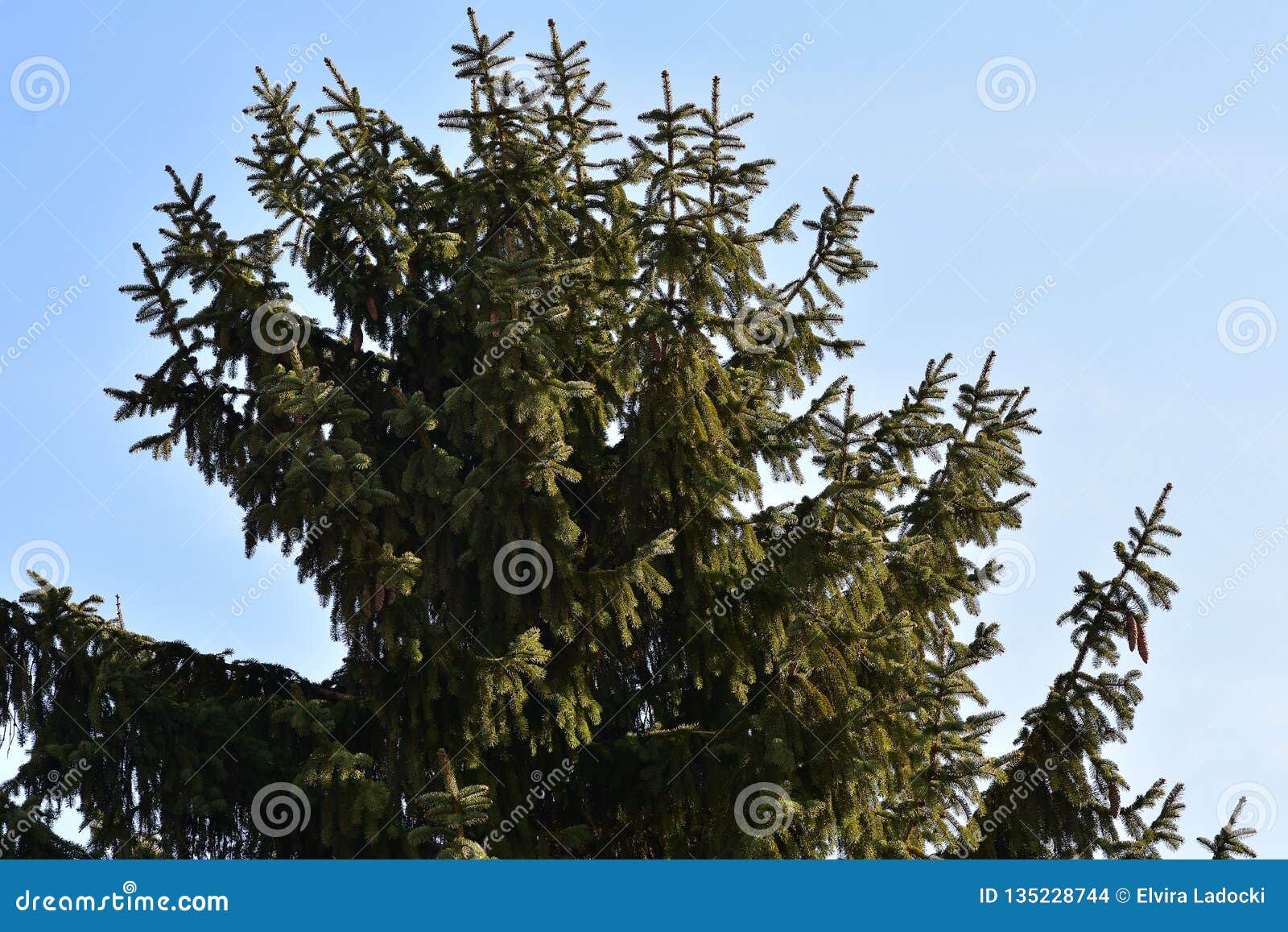 Very Nice Tree in the Winter Stock Photo - Image of cold, light: 135228744