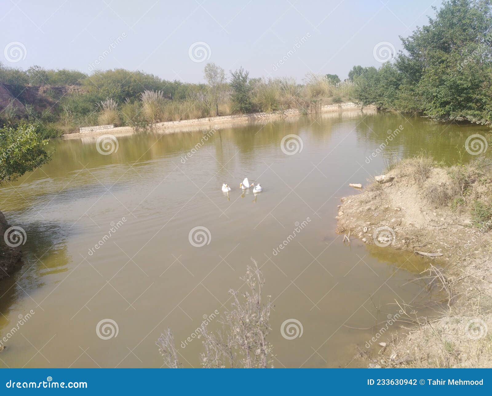 The Very Nice View of a Pond and White Ducks. Stock Photo - Image of ...