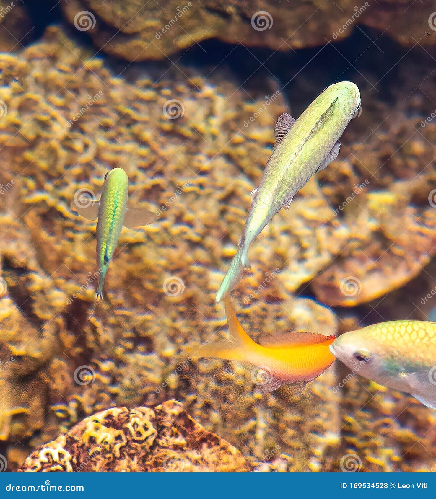 Very Nice View of Tropical Lagoon with Fish Stock Photo - Image of ...
