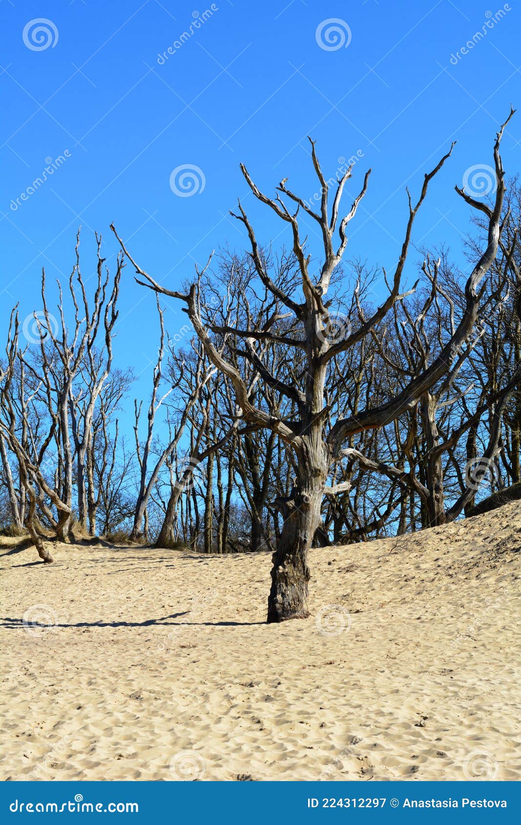 Very Old Bare Tree on a Sunny Day. Bare Trees are Standing on the Sand ...