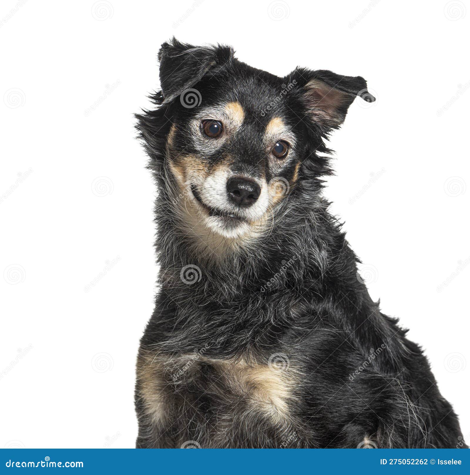 Very Old Dog Graying, Isolated on White Stock Photo - Image of aging ...