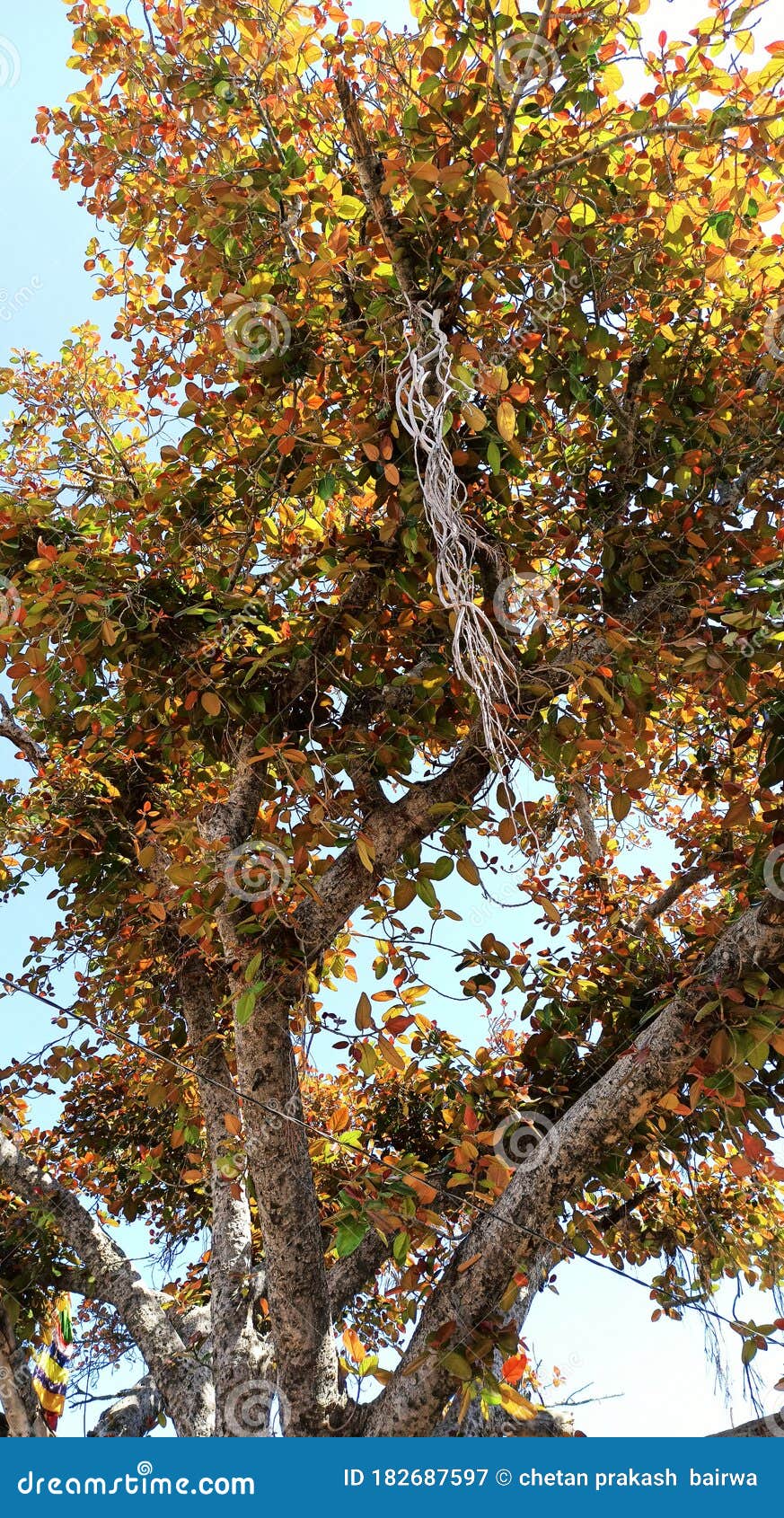 Beautiful Banayan Tree Photos - Free & Royalty-Free Stock Photos from ...