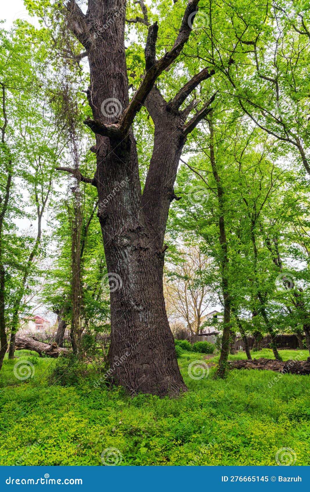 Very Old Big Oak Tree in Park Stock Image - Image of centennial ...