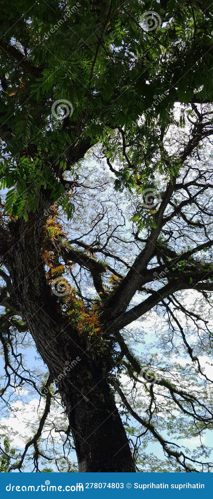 A Very Old Big Tree when Viewed from Below Stock Image - Image of ...