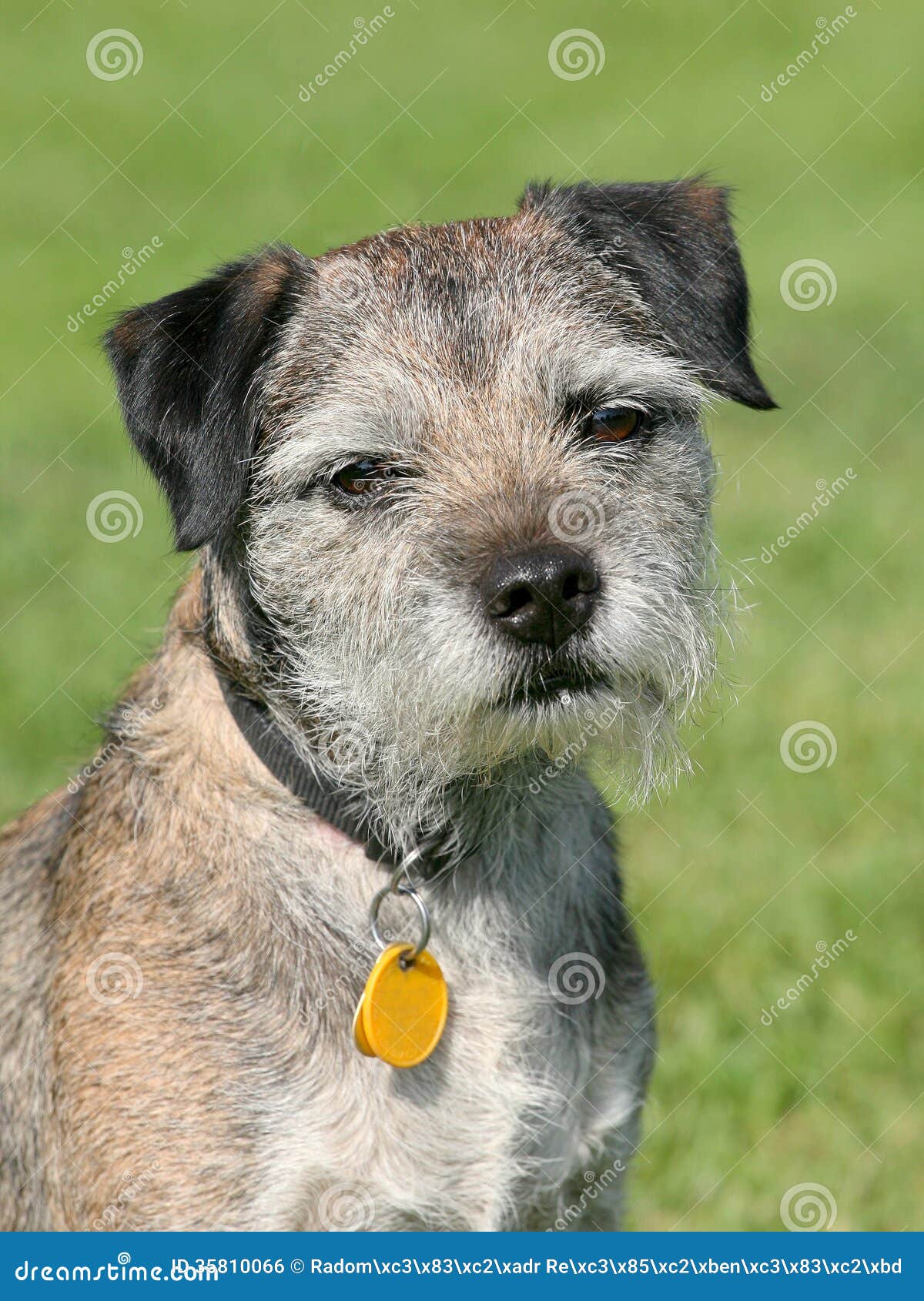 Very Old Border Terrier in a Garden Stock Photo - Image of field, puppy ...