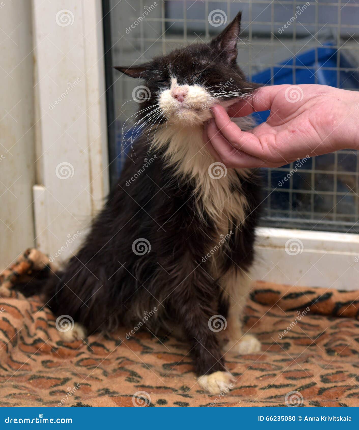 Very old cat stock photo. Image of starring, eyes, shelter - 66235080