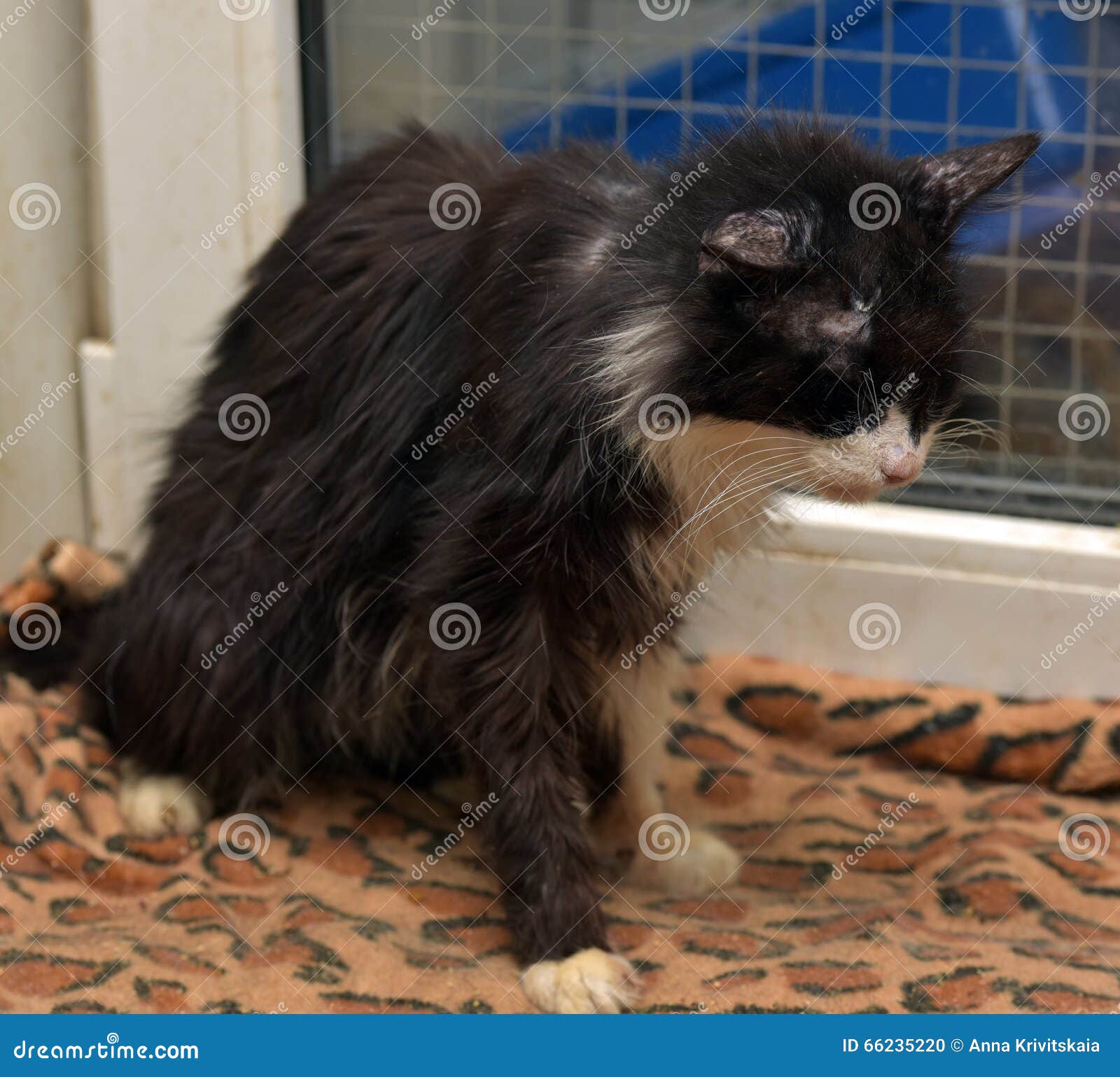 Very old cat stock photo. Image of alone, orange, yellow - 66235220