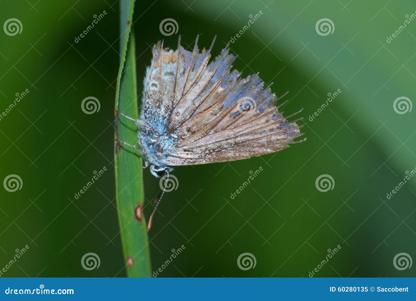 Butterfly With Damaged Wing Royalty-Free Stock Photography ...
