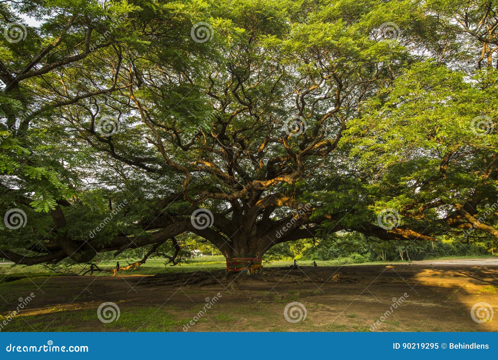 A Very Giant Tree, Ficus Macrophylla Tree Royalty-Free Stock Image ...