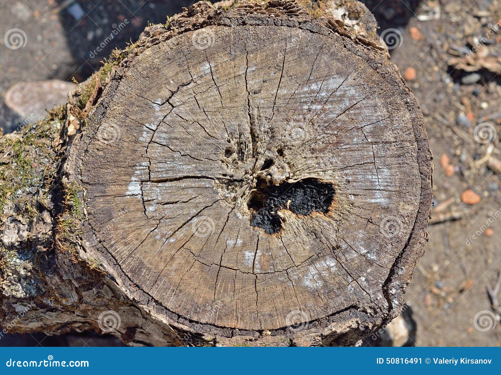 Very old cut of tree stock image. Image of rings, concentric - 50816491