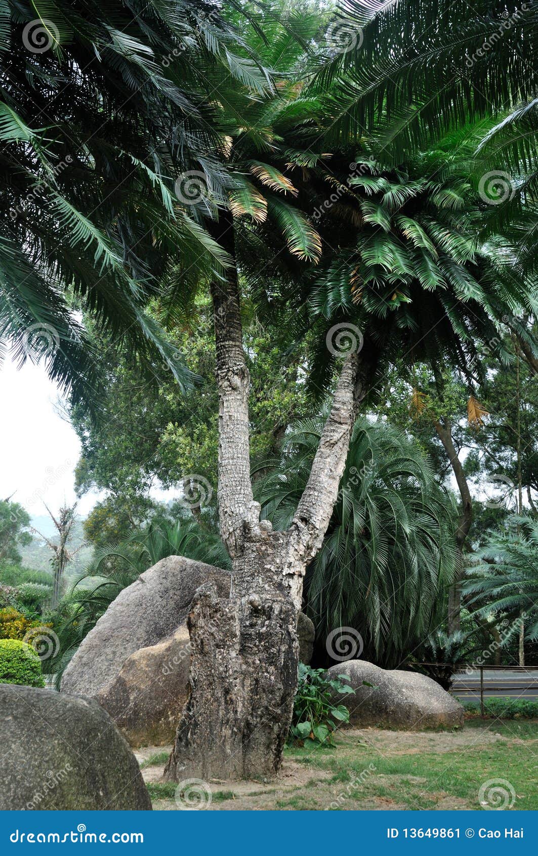 Very old cycad tree stock image. Image of nature, cycadaceae - 13649861