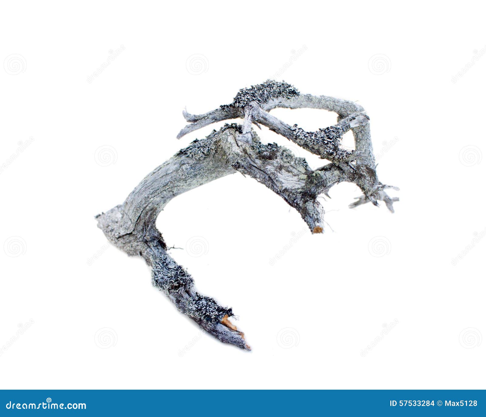 Very Old Decrepit Tree Branch Stock Photo - Image of piece, flora: 57533284