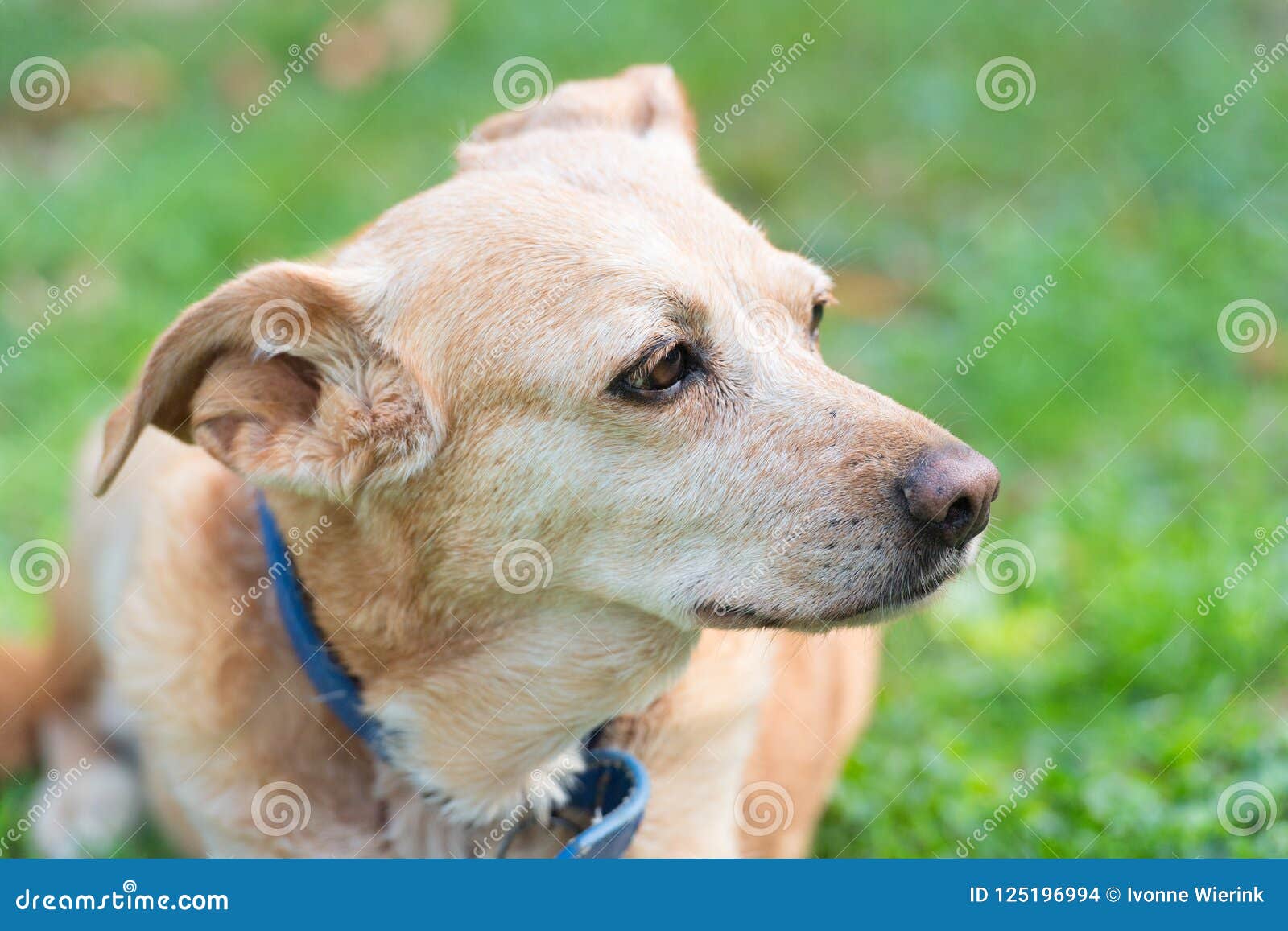 Very old dog stock photo. Image of movingly, adorable - 125196994