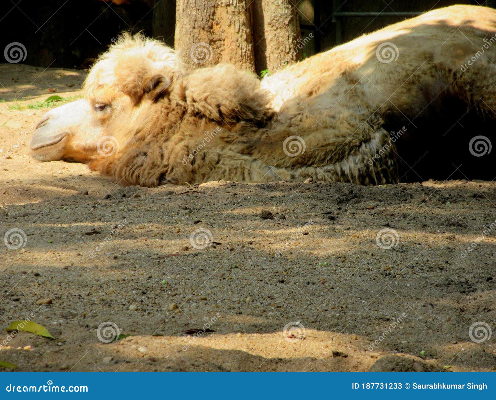 A Very Old Dromedary Arabian Camel Resting at a National Park Stock ...