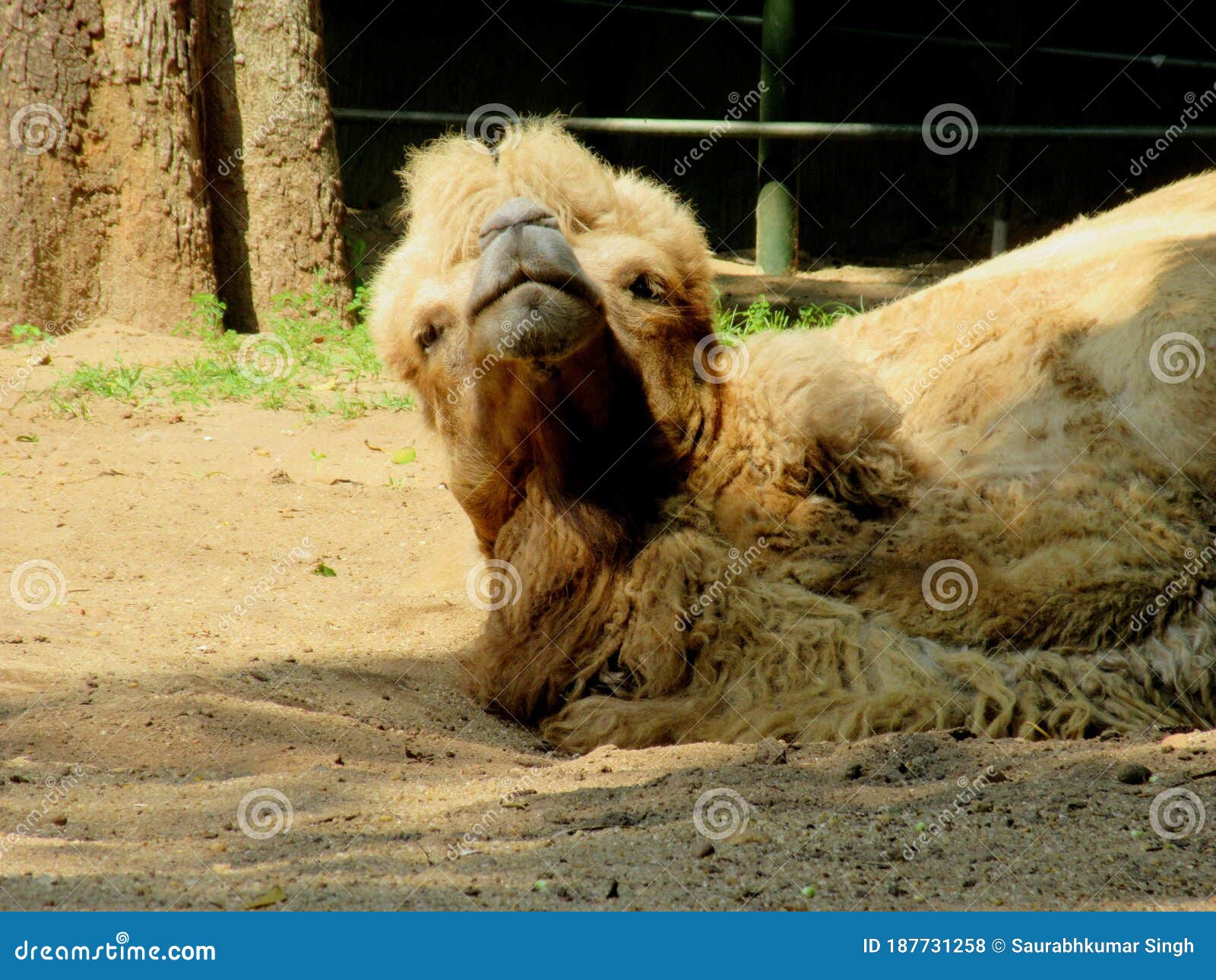 A Very Old Dromedary Arabian Camel Resting at a National Park Stock ...