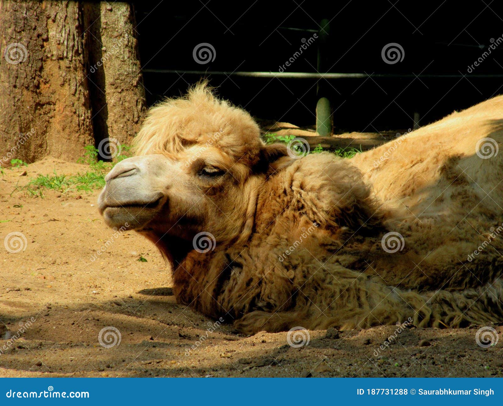 A Very Old Dromedary Arabian Camel Resting Stock Photo - Image of ...