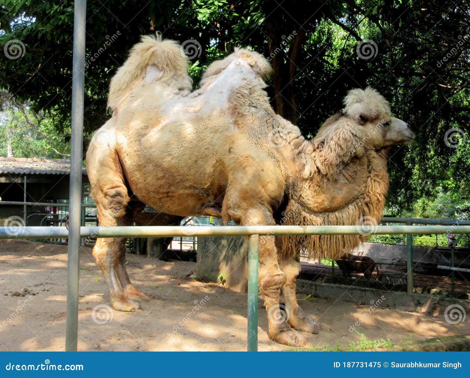 A Very Old Dromedary Arabian Camel Resting at a National Park Stock ...