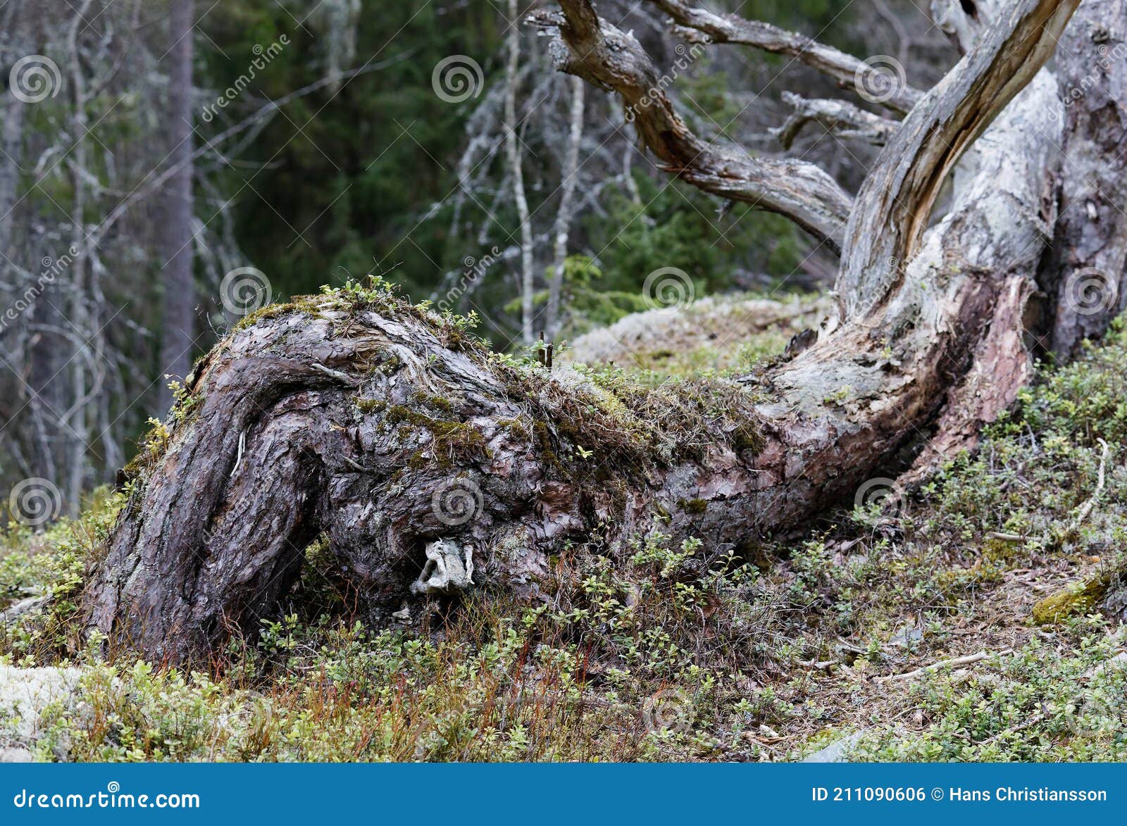 Very Old Fallen Pine Tree in the Forest Stock Photo - Image of collapse ...