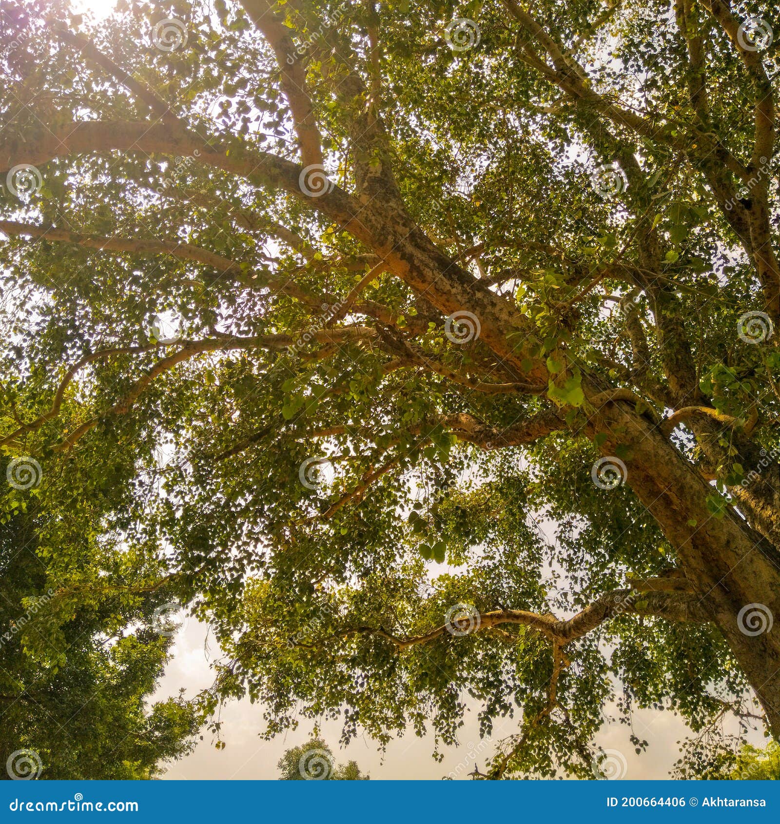 Ficus tree branch stock photo. Image of leaves, heart - 200664406