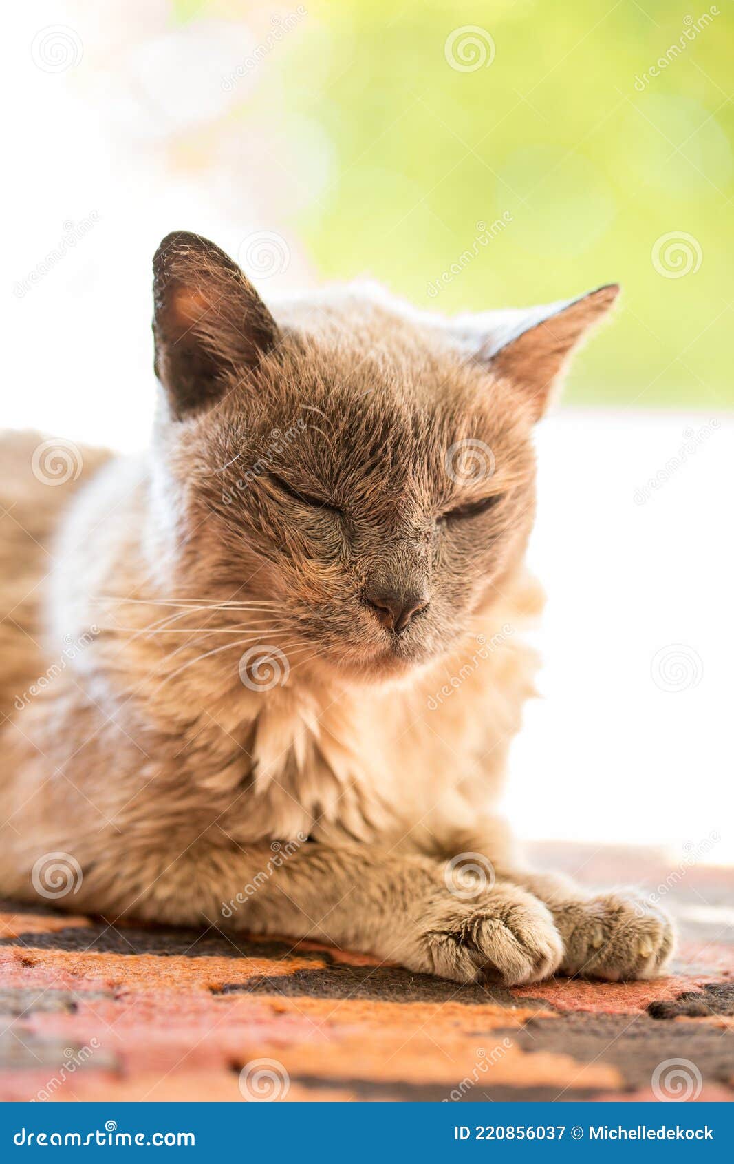 A Very Old Grey Cat Lying Down in a Garden. Stock Image - Image of ...