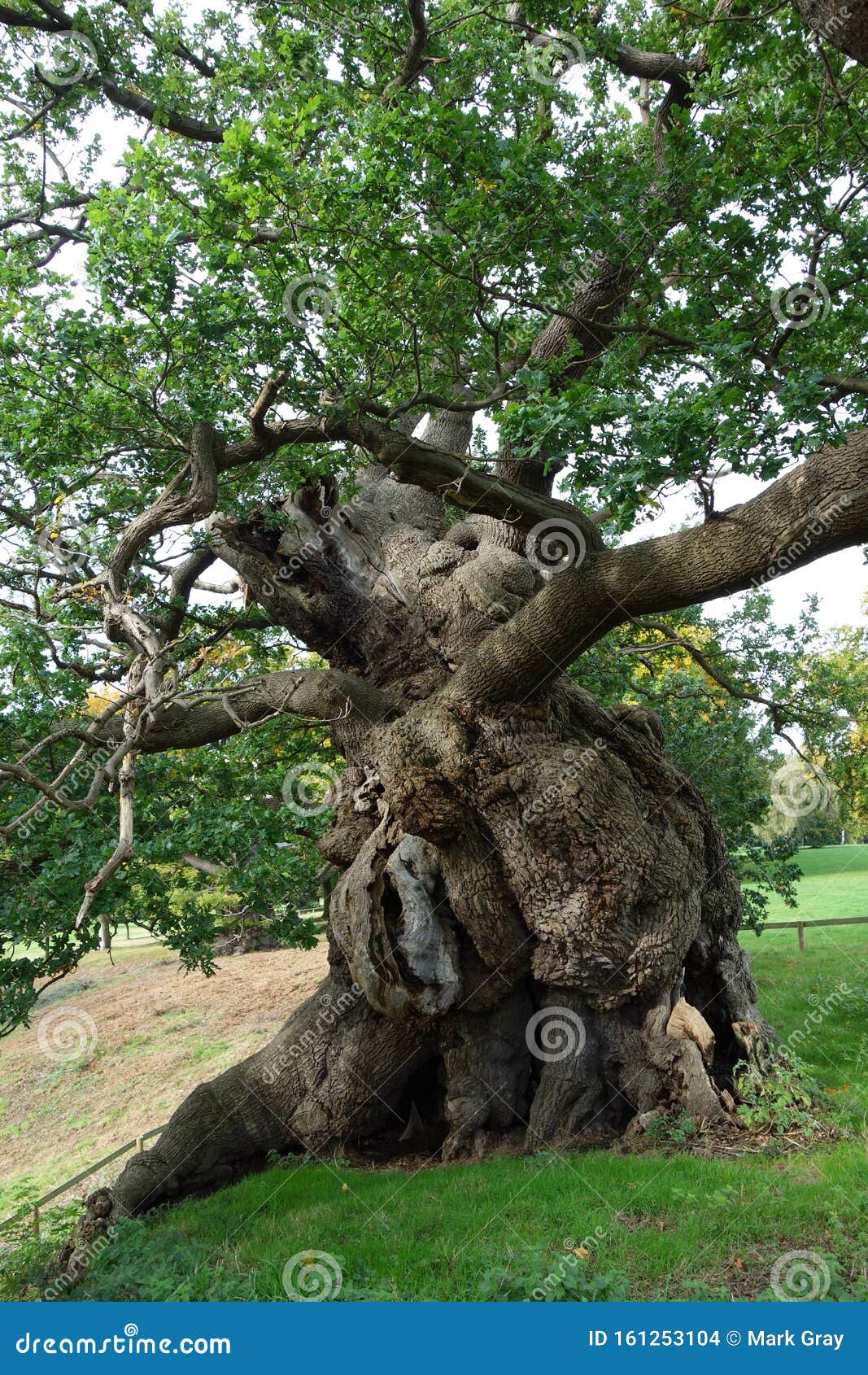 Very Old Historic Oaktree stock photo. Image of trunk - 161253104