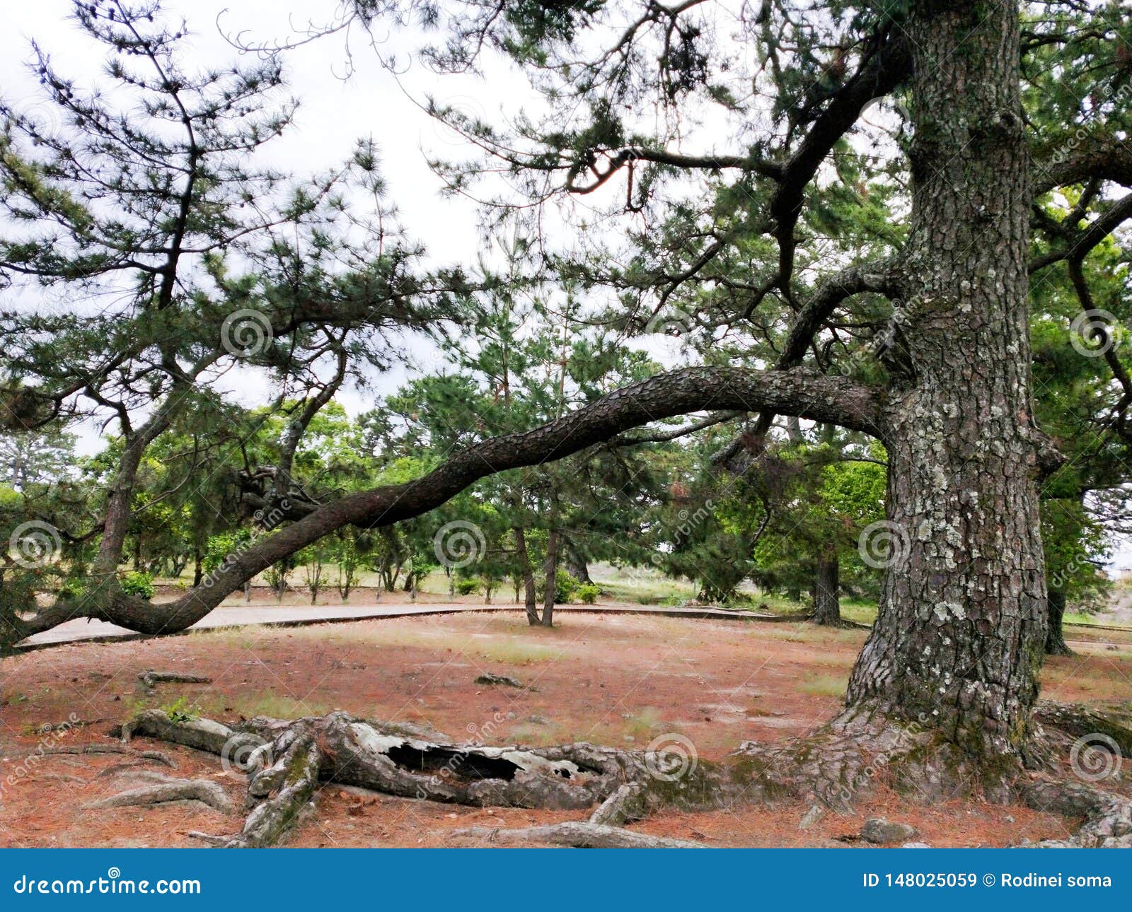 Very old japanese tree stock image. Image of tree, beautiful - 148025059