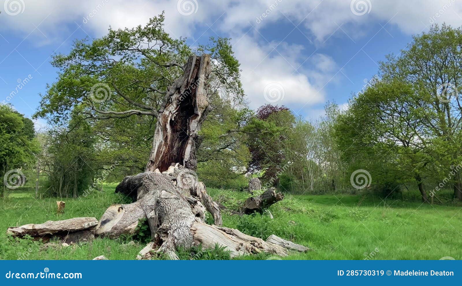 A Very Old and Large Oak Tree Still Growing Despite Lightning Strike ...