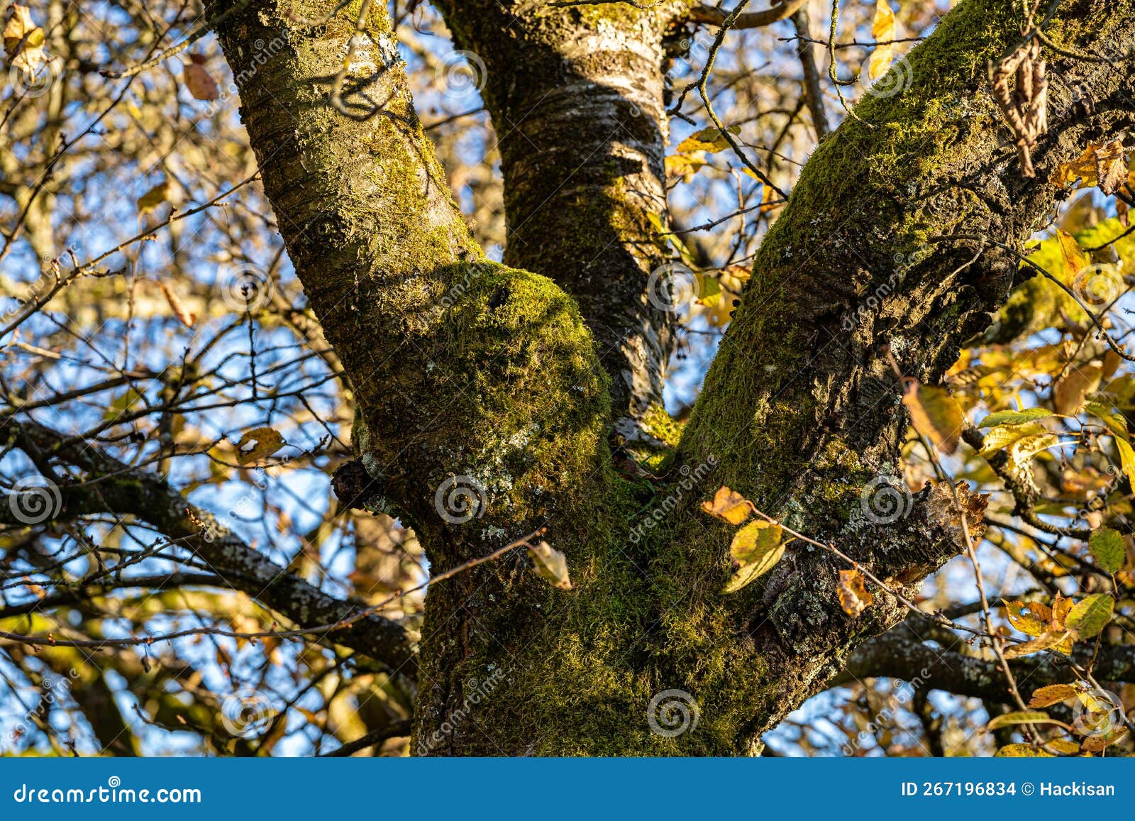 Very Old and Mossy Tree with Lots of Scars Stock Photo - Image of scars ...