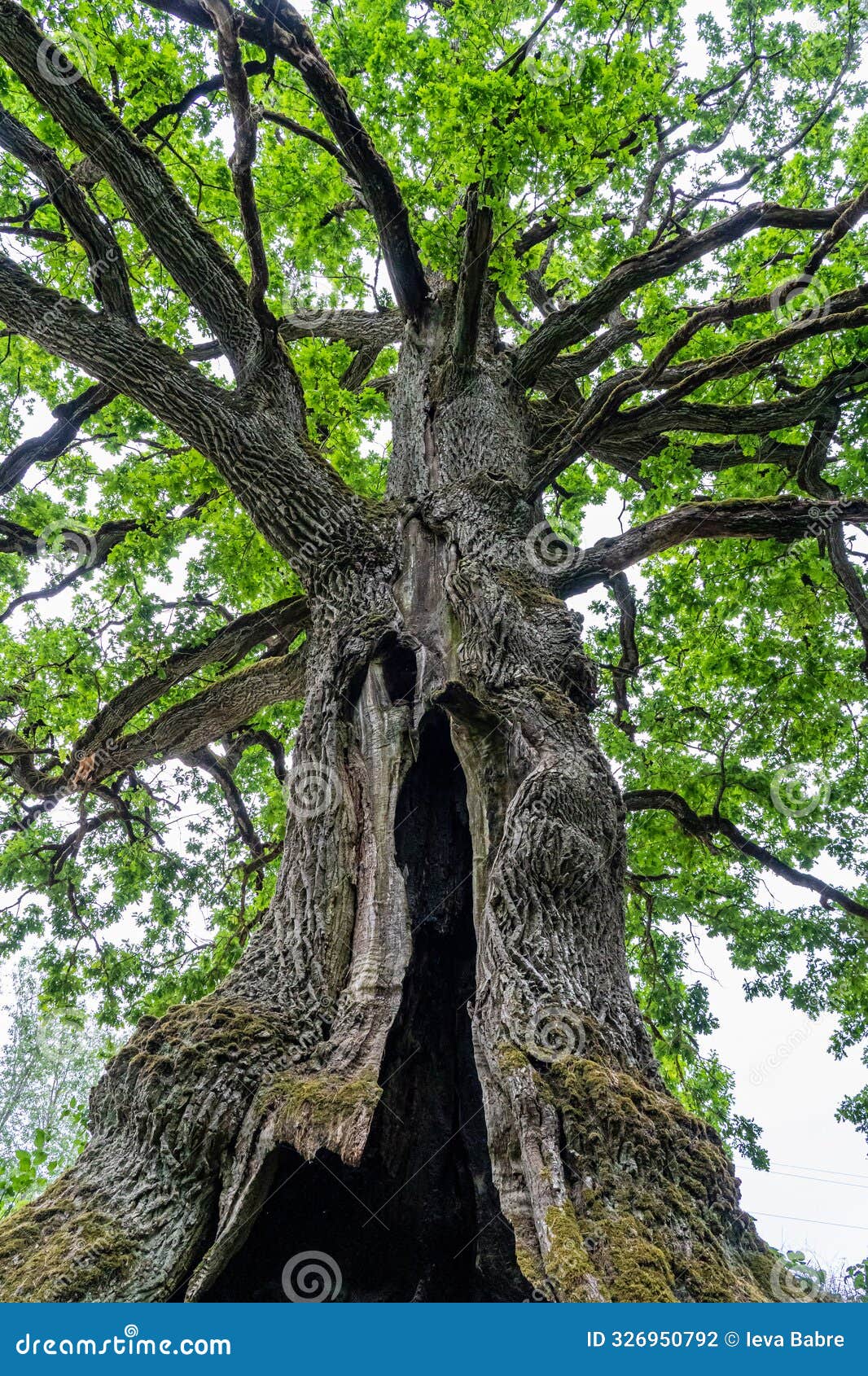 Very Old Oak with a Large Vertical Cavity in the Trunk Stock Photo ...