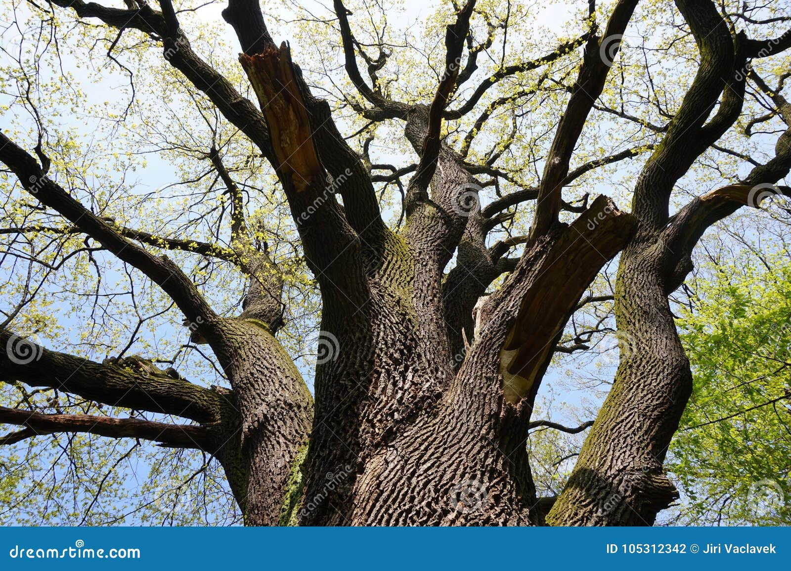 Very old oak tree stock photo. Image of white, green - 105312342