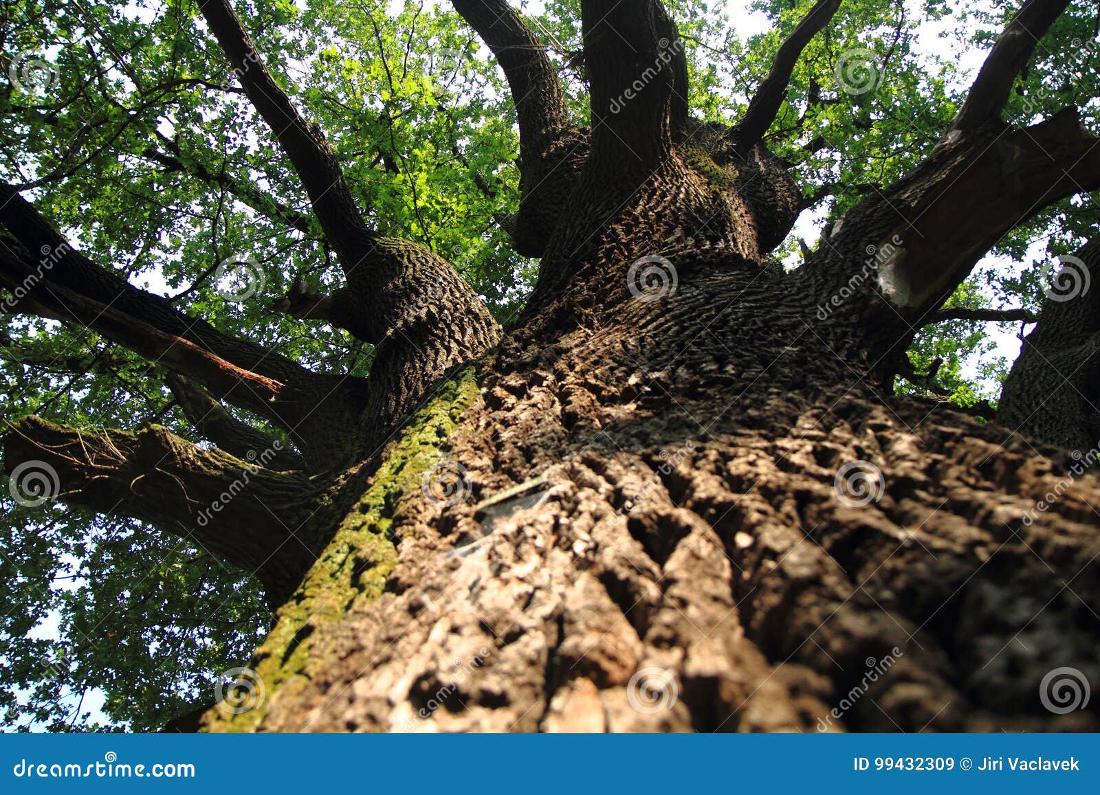 Very old oak tree stock image. Image of large, area, nature - 99432309