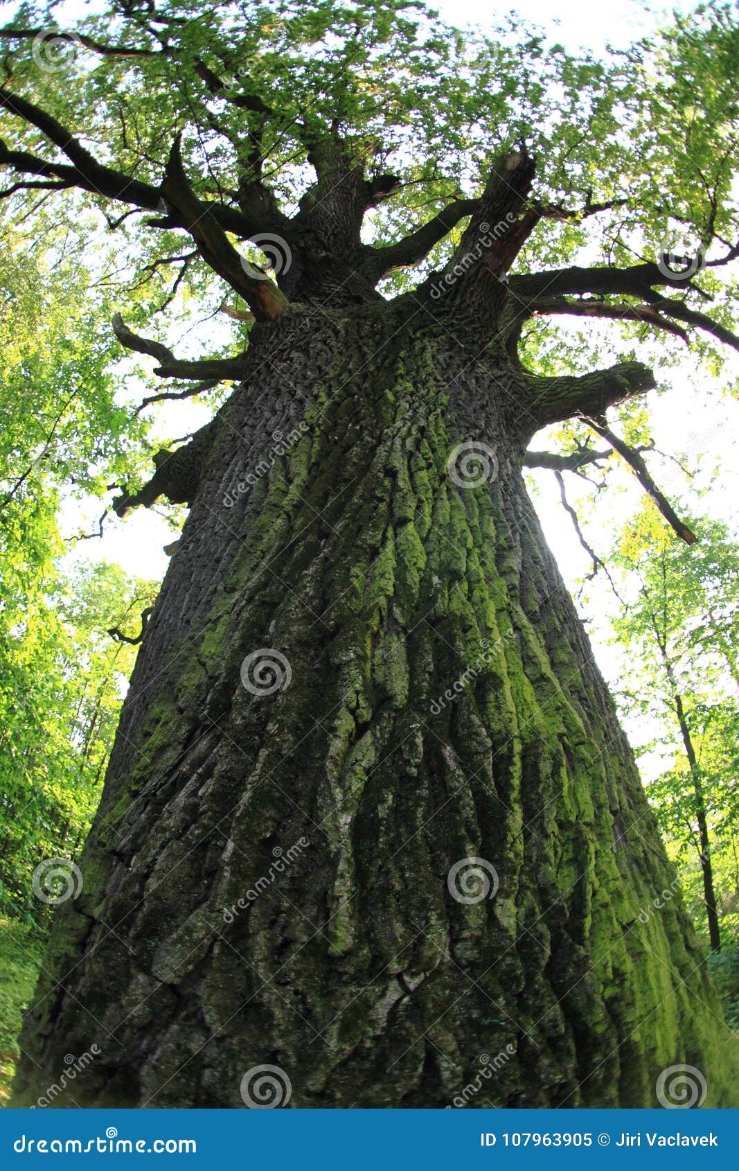 Very old oak tree stock image. Image of beautiful, forest - 107963905