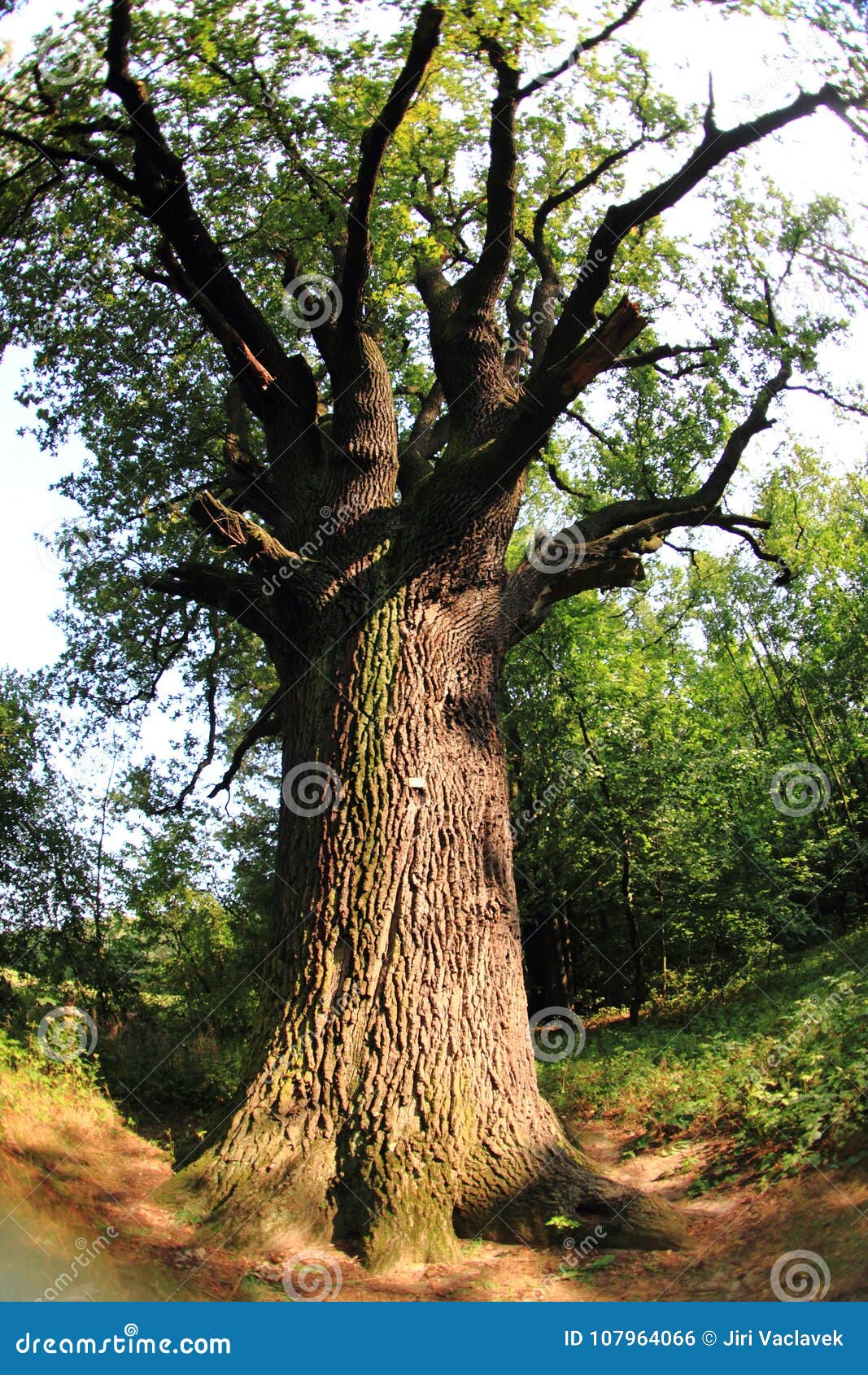 Very old oak tree stock photo. Image of wood, white - 107964066