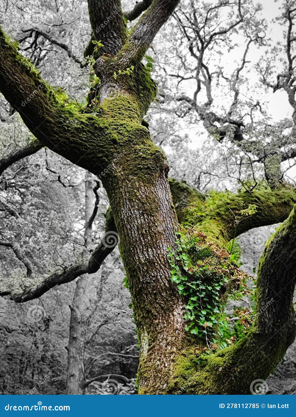 Very Old Oak Tree in a Dartmoor Forest, Devon Stock Image - Image of ...