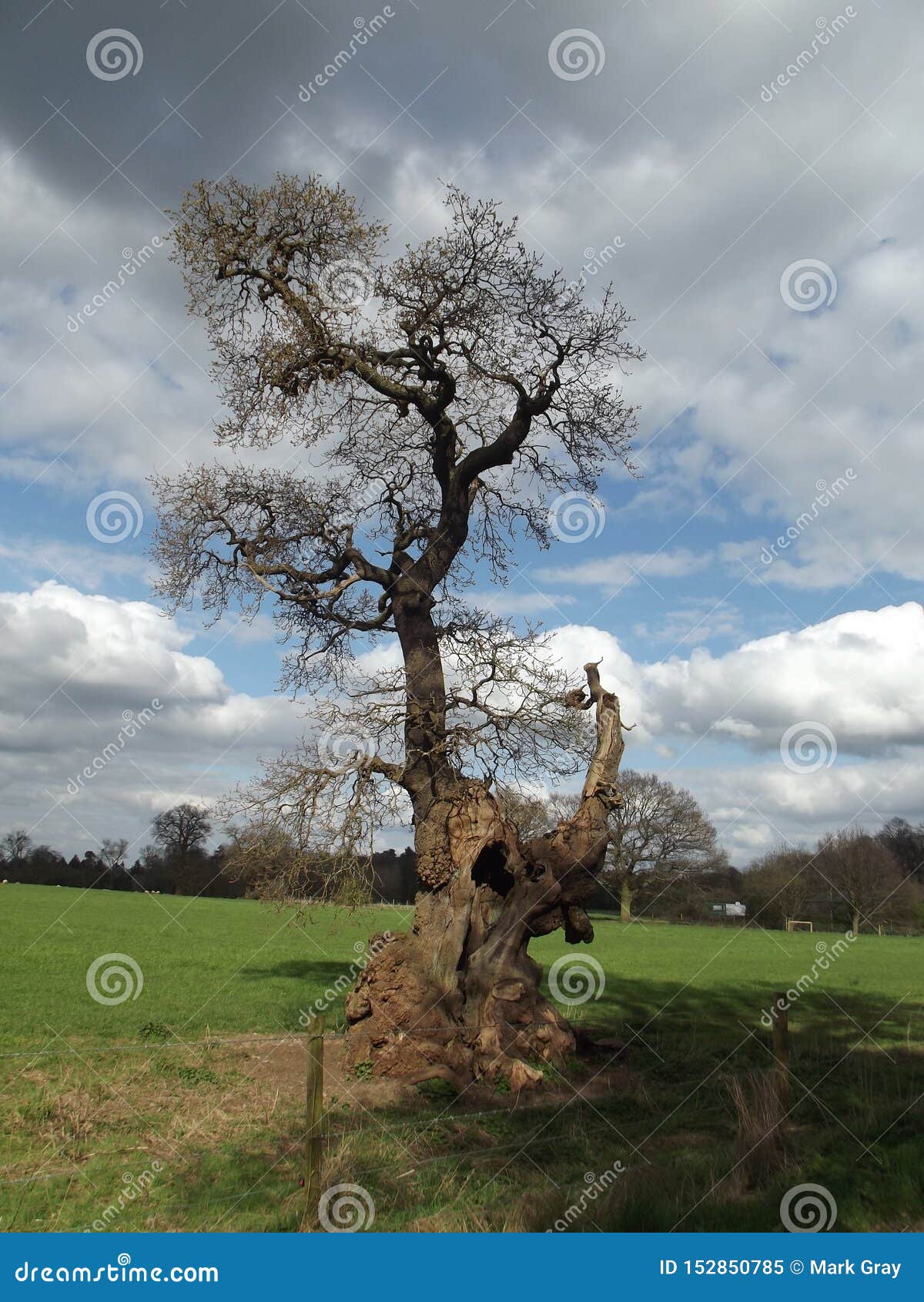 Old English Oak Tree stock image. Image of tree, english - 152850785