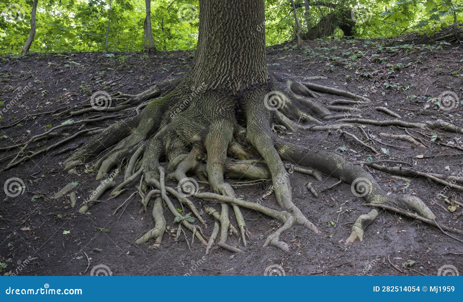 Very old oak tree stock photo. Image of ghost, brown - 282514054