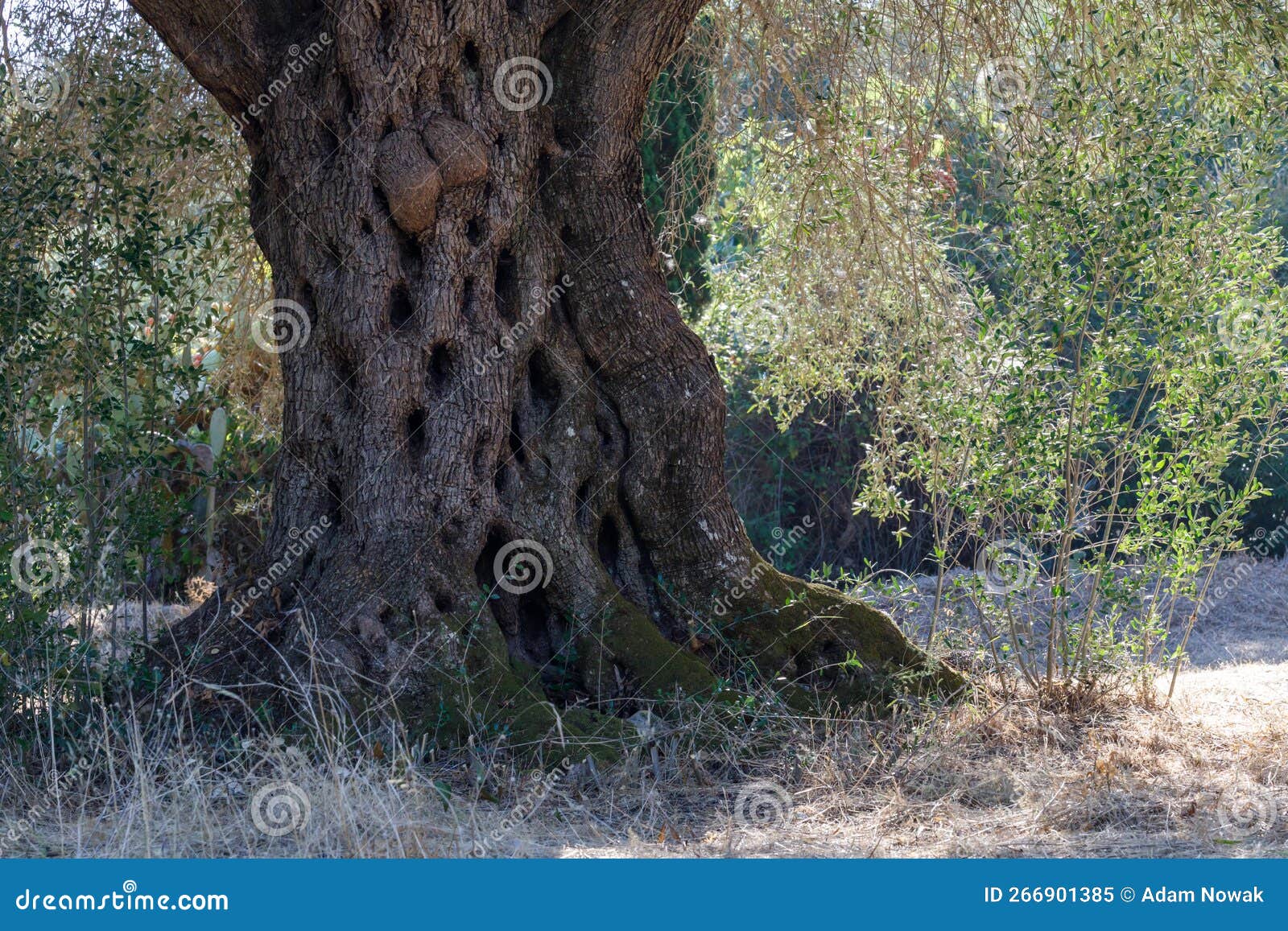 A Very Old Olive Tree, Big Trunk. Sunlight Stock Image - Image of trunk ...