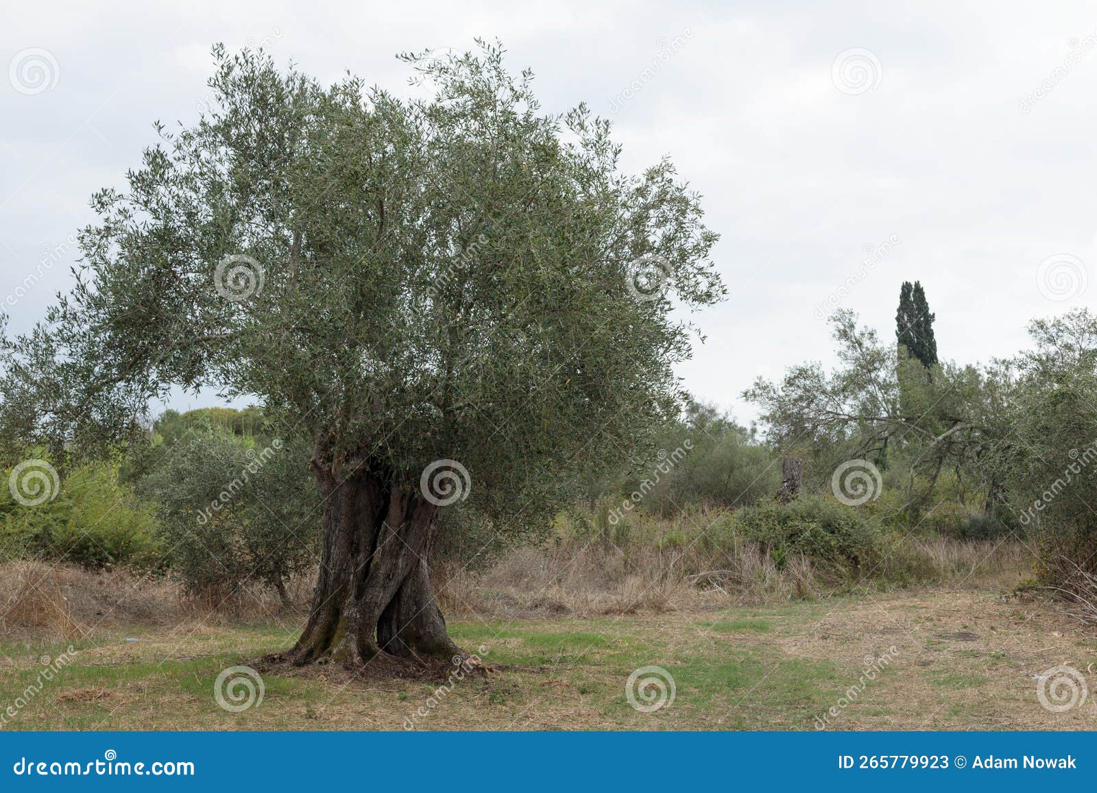 Very Old Olive Tree, Old Olive Grove is Full of Olive Trees Stock Image ...