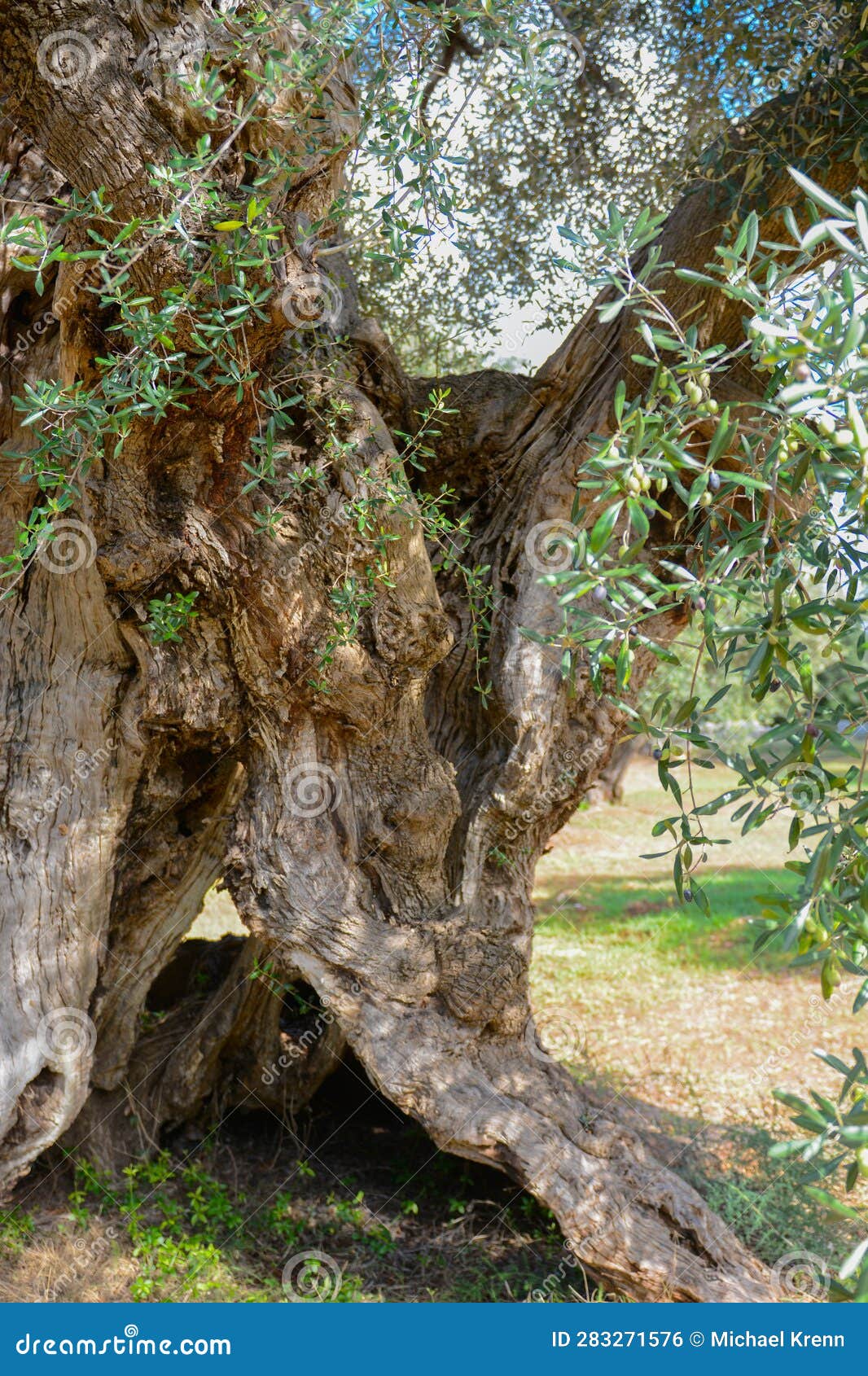 Very Old Olive Tree with Twisted and Splintered Trunk Stock Photo ...