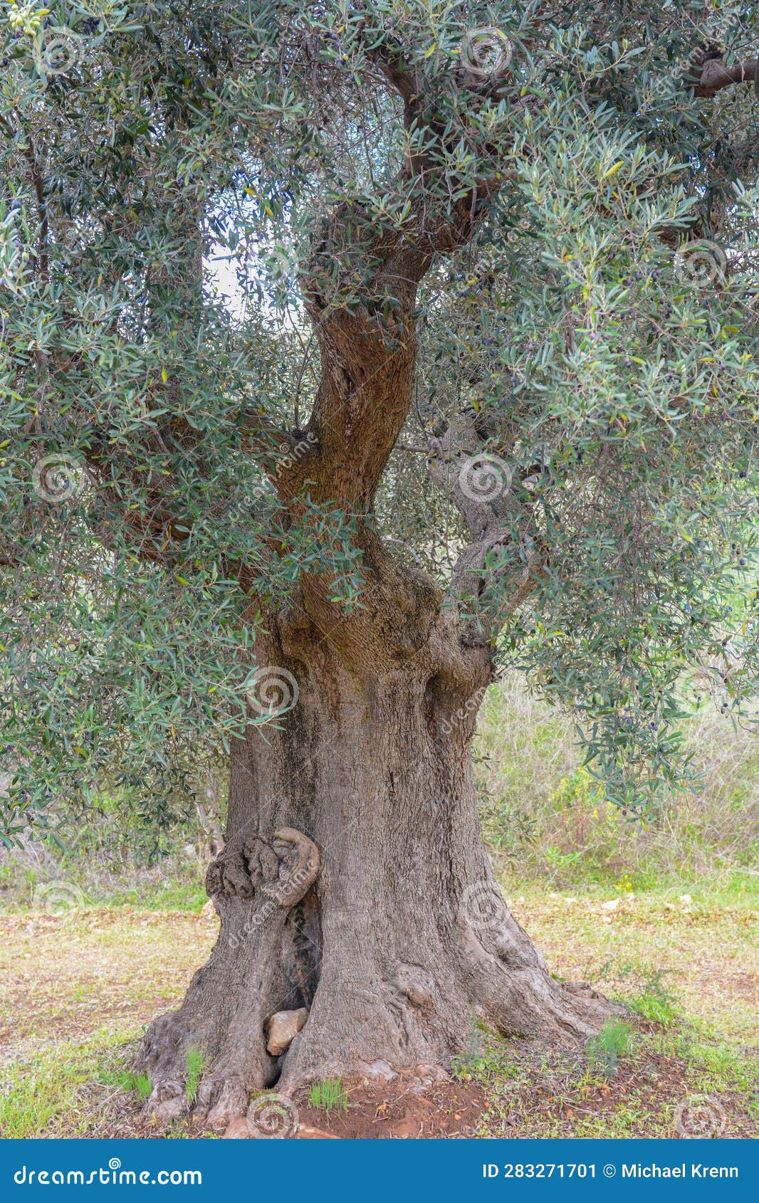 Very Old Olive Tree with Twisted and Splintered Trunk Stock Image ...