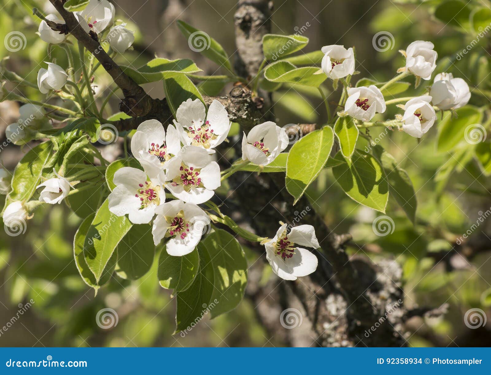Very Old Pear Tree in Bloom Stock Photo - Image of blooming, sort: 92358934