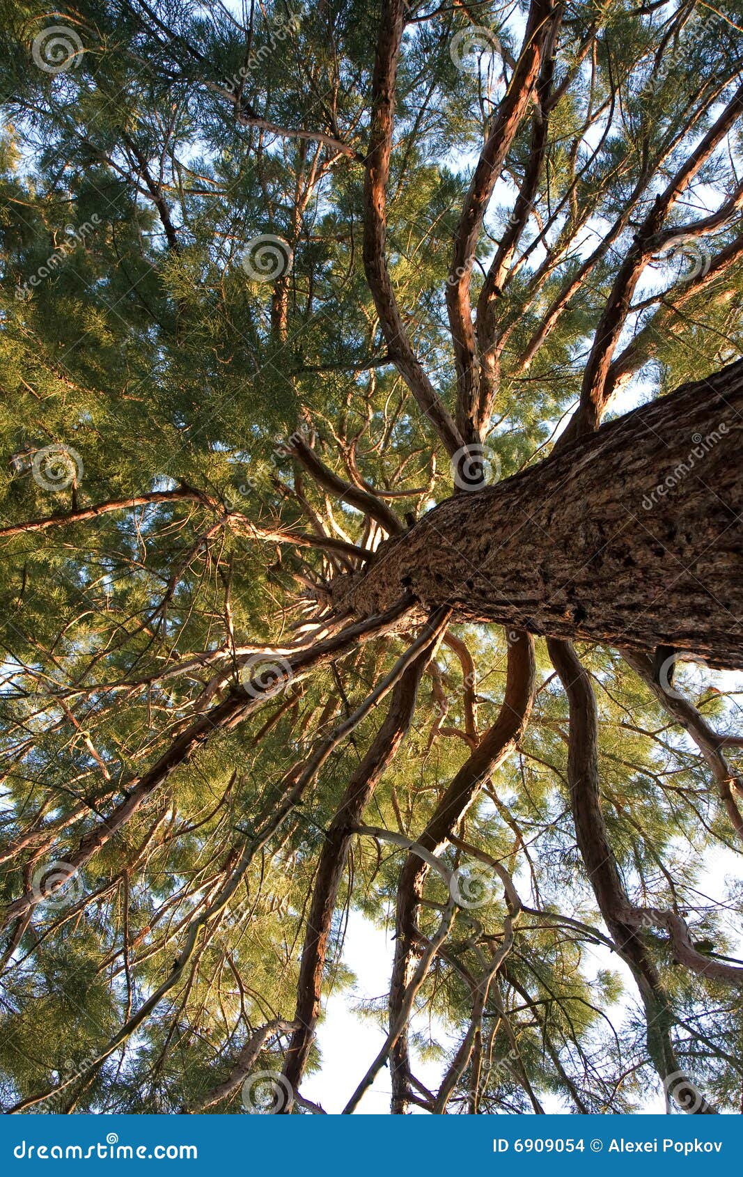 Very old pine tree stock photo. Image of pine, forest - 6909054