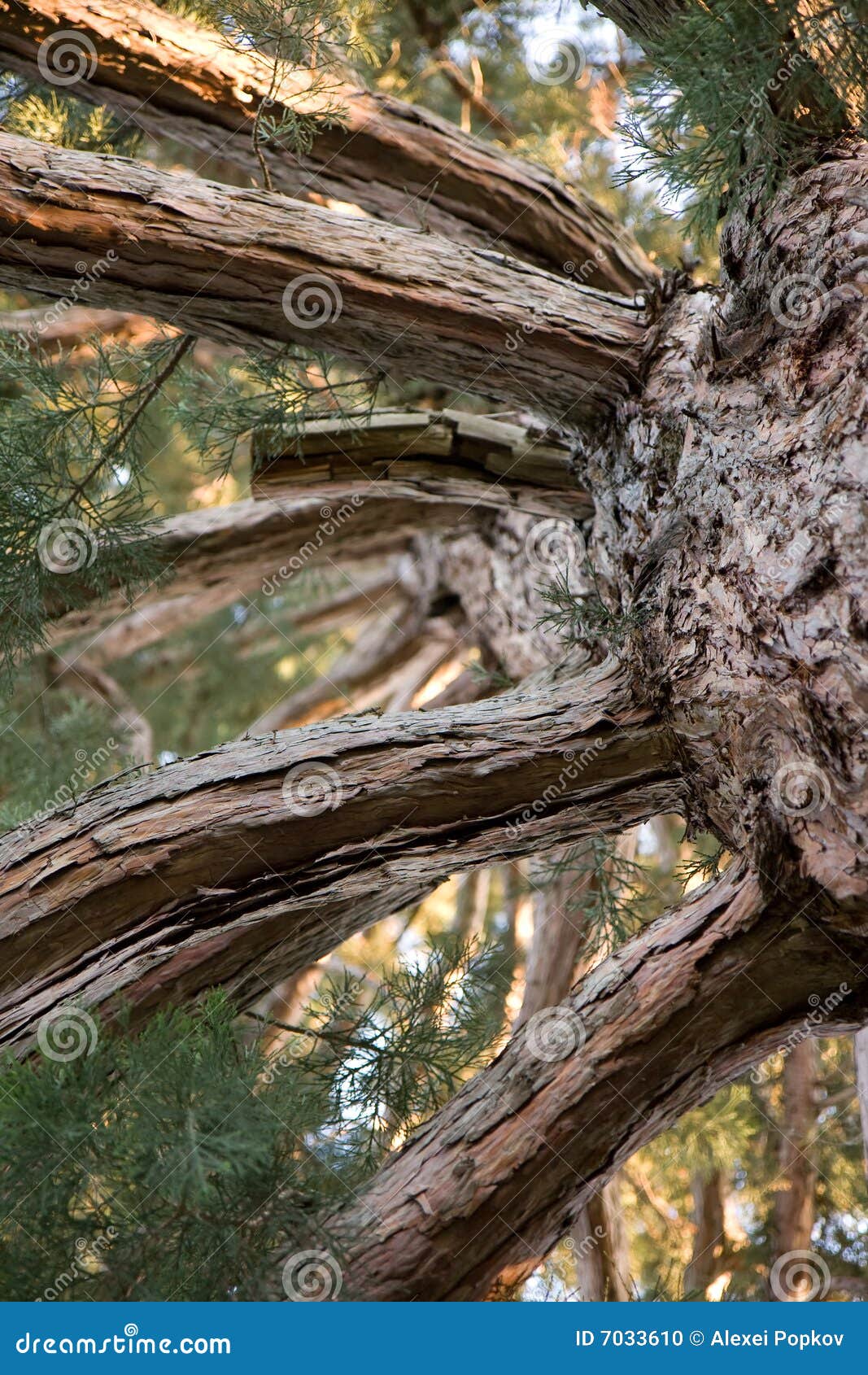 Very old pine tree stock photo. Image of green, bark, tall - 7033610