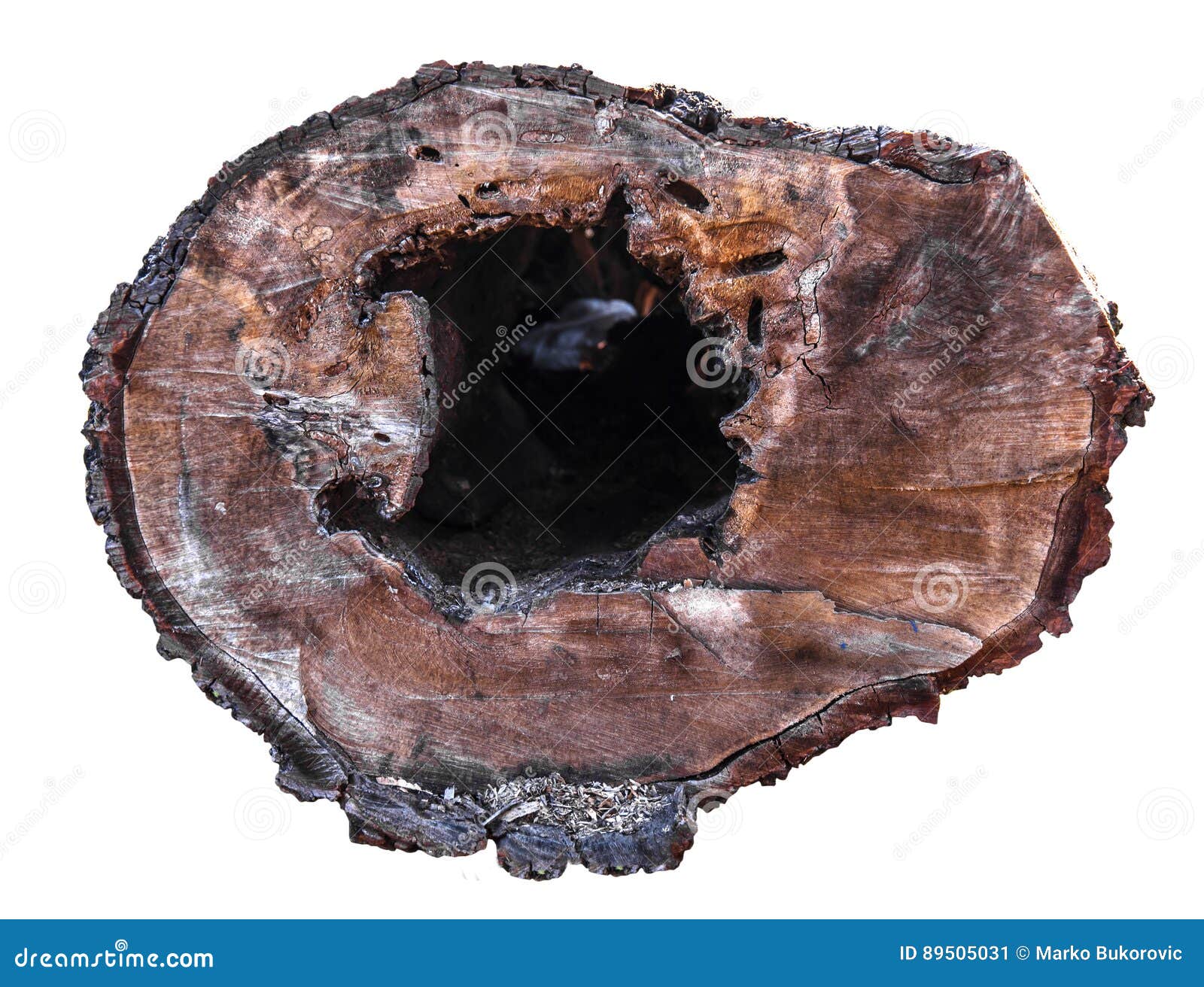 Very Old Plunk Tree on White Stock Image - Image of nature, close: 89505031