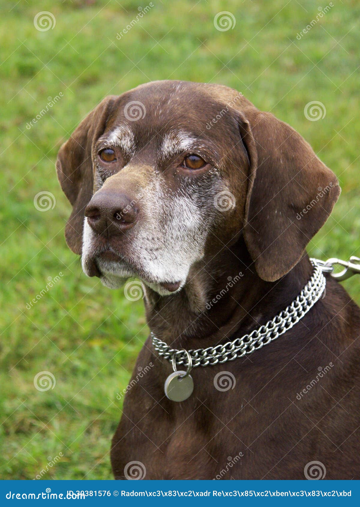 Very Old Pointing Dog stock photo. Image of animals, grass - 30381576