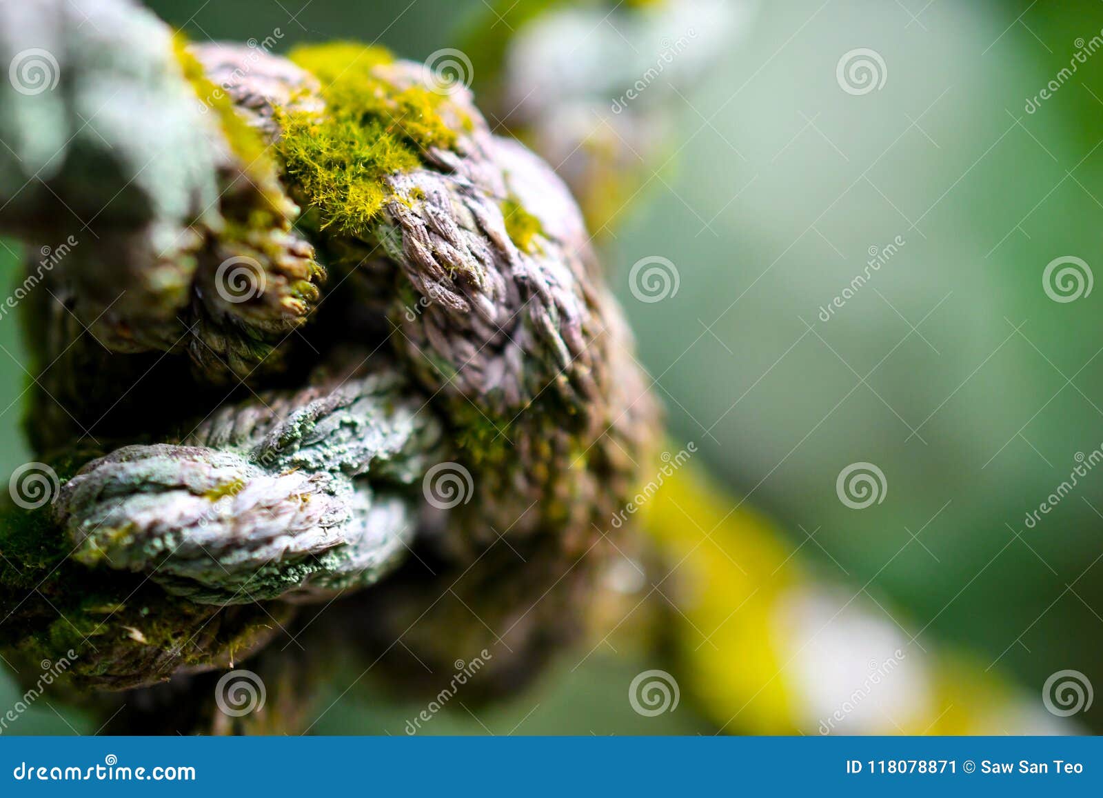 Mossy rope knot stock image. Image of national, nature - 118078871