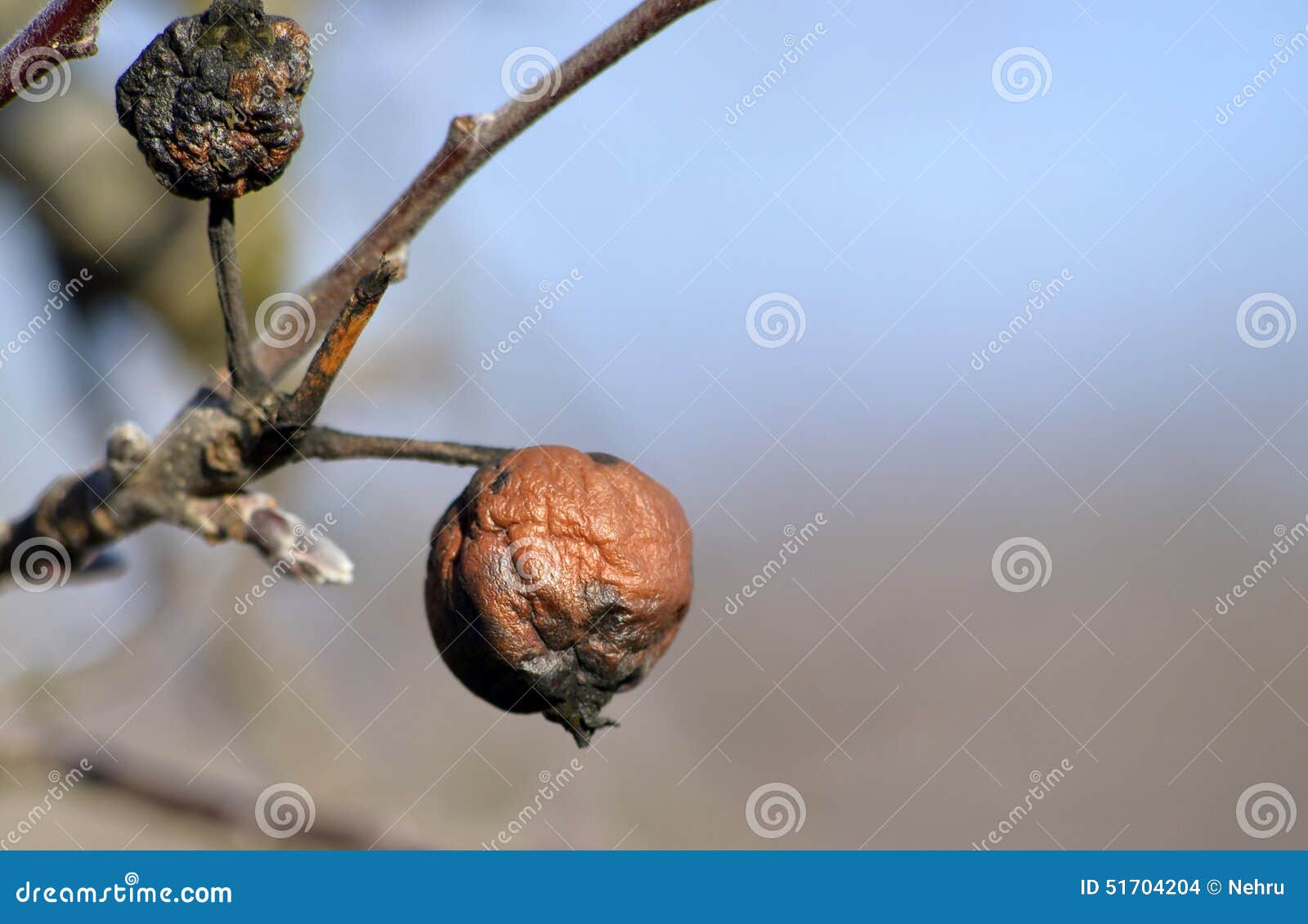 Very Old Rotten Apple on a Branch Stock Photo - Image of chilled, plant ...